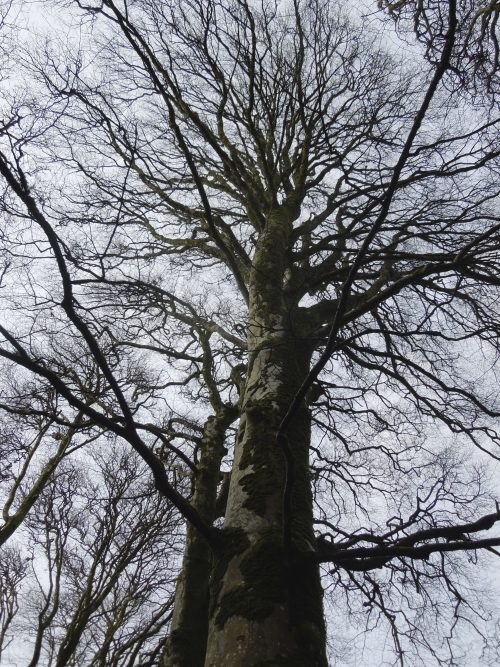 Pledge to Plant for Earth Day