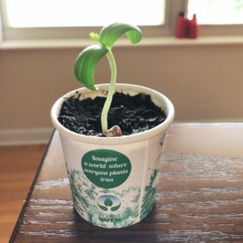 Virgo Zodiac Tree - SHOP FN