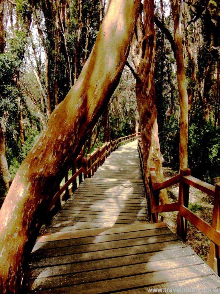 Magical forests of Arrayanes - ForestNation