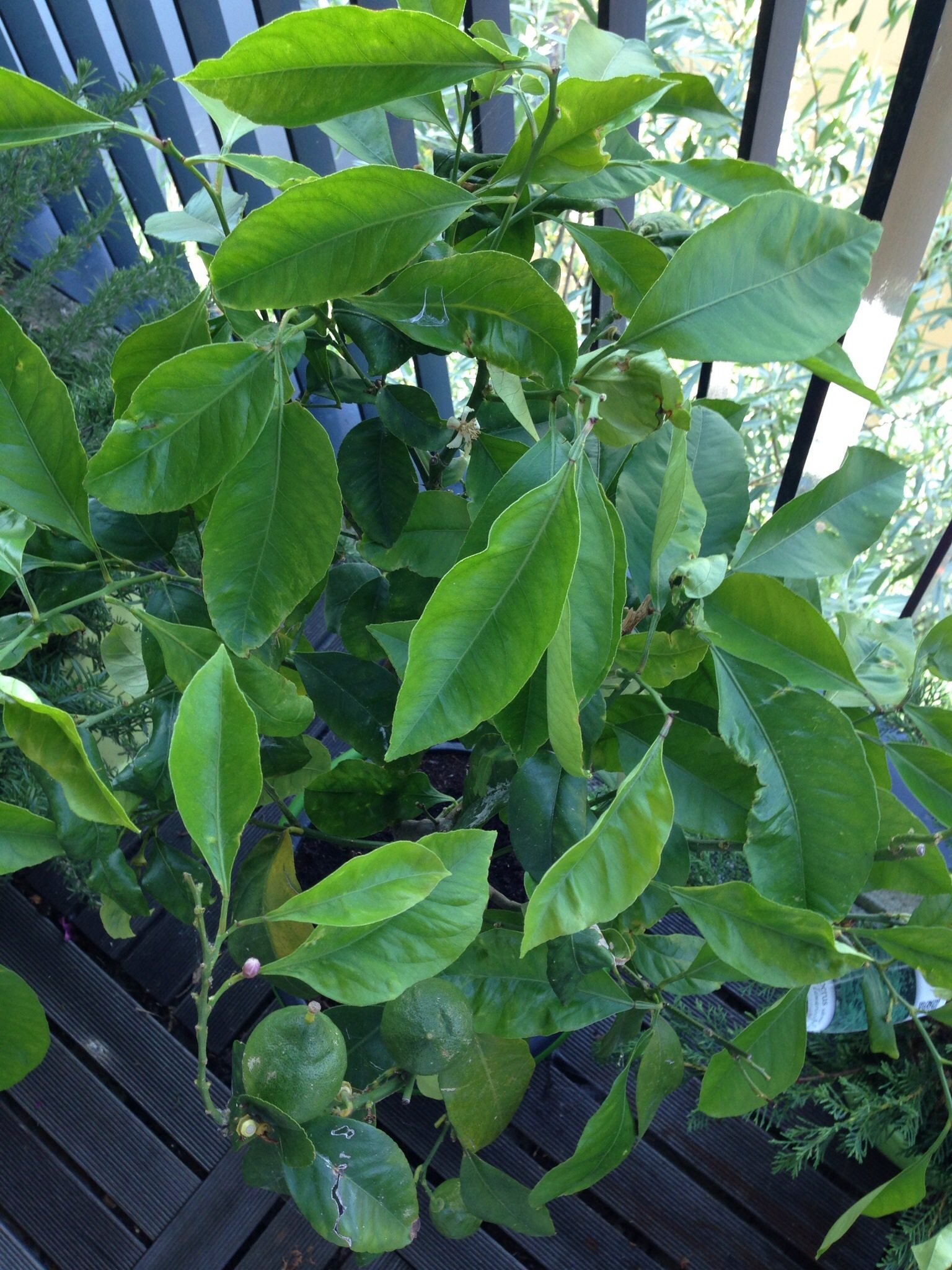 Monaco - ForestNation