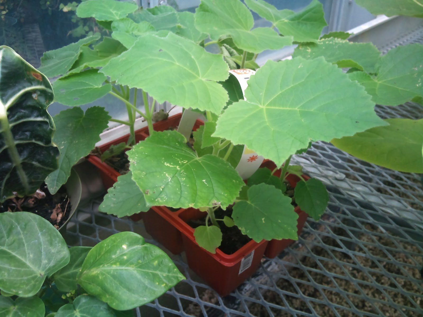 Paulownia (Empress Tree) Seedlings - ForestNation