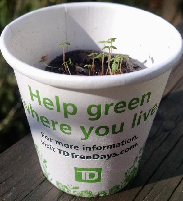 Promotional Product - ForestNation