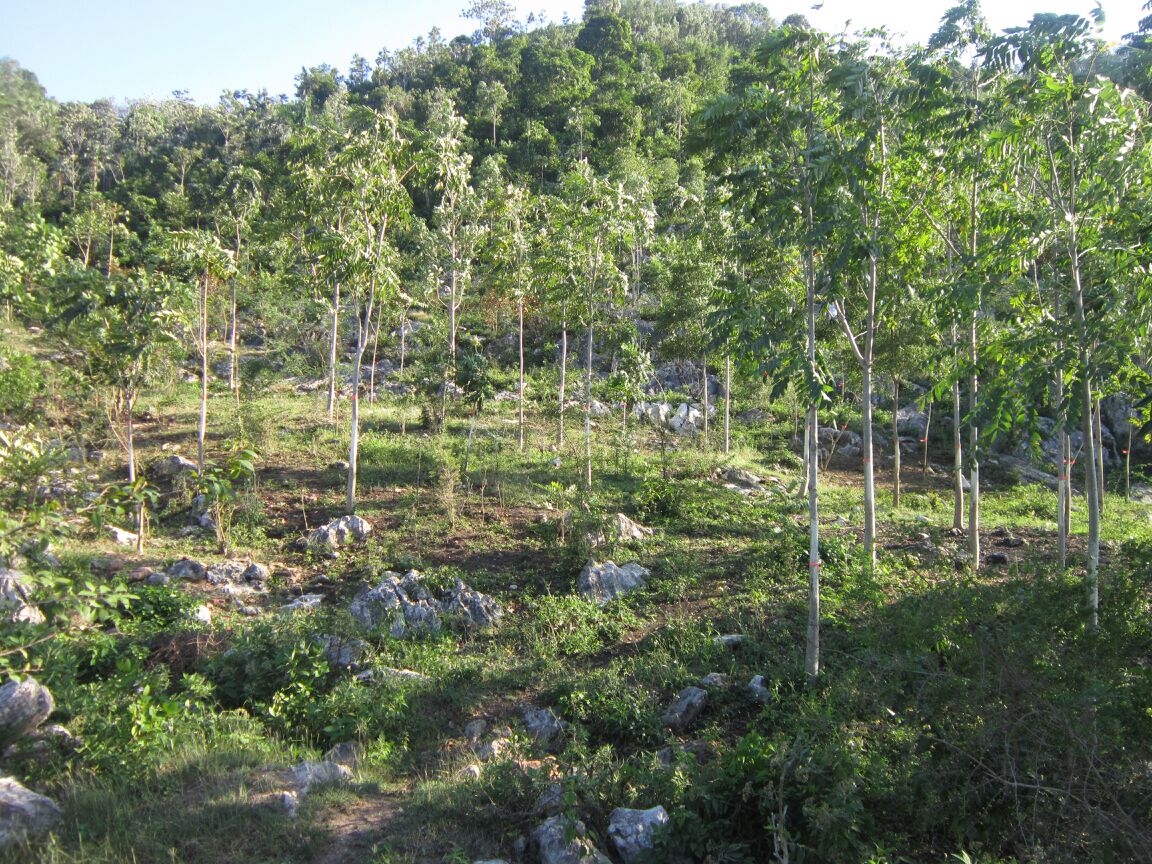 Tree Planting in Cavaillon - Haiti - ForestNation