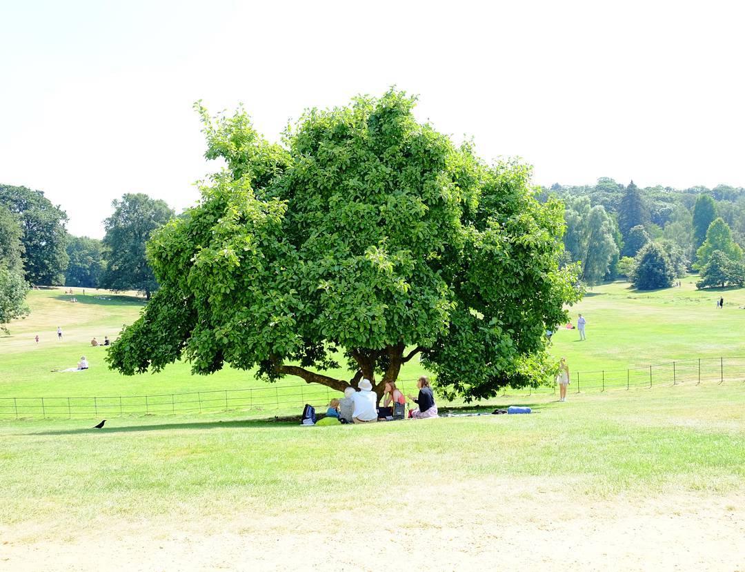 Trees just give and give and give - ForestNation