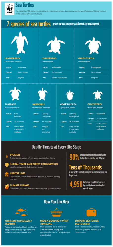 How Are Sea Turtles Endangered? Play the Quiz