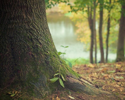 Forest Facts - ForestNation