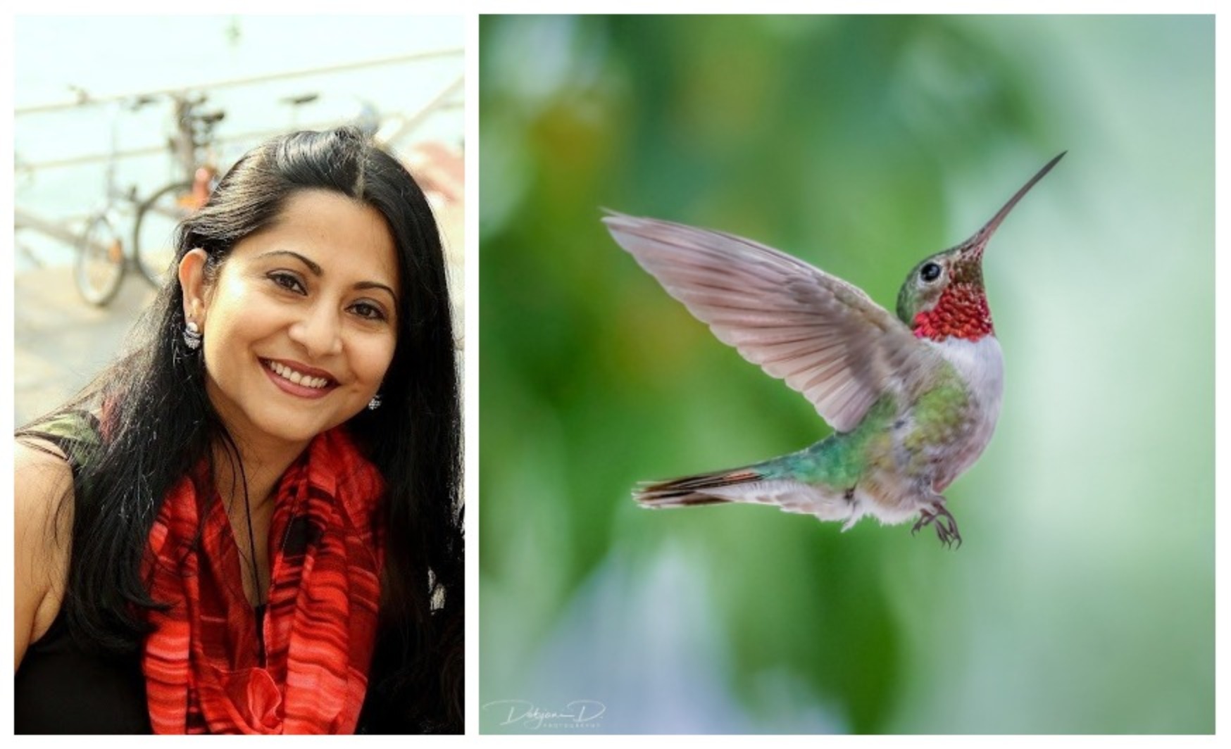 8 Creators Who Teach Us About Birds - ForestNation